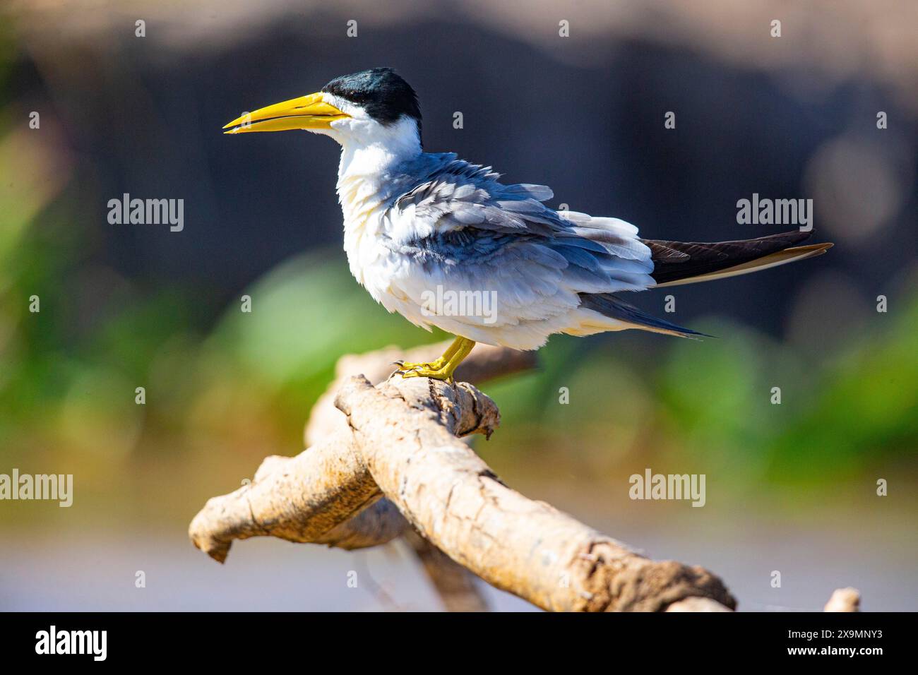 Large-billed Tern (Phaetusa simplex) Pantanal Brazil Stock Photo - Alamy