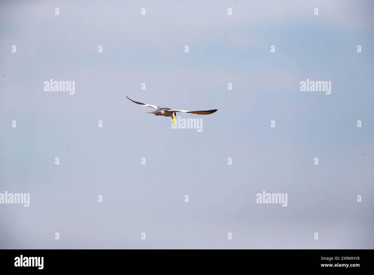 Large-billed Tern (Phaetusa simplex) Pantanal Brazil Stock Photo - Alamy