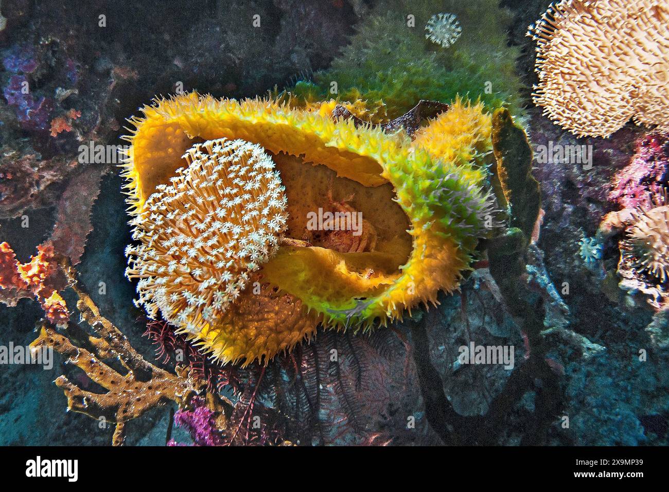 Vase sponge, (Callyspongia sp.), with small crab, Wakatobi Dive Resort ...