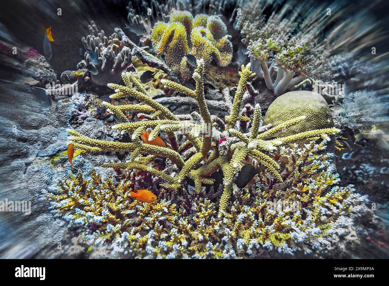 Deer antler coral, (Acropora cervicornis) Wakatobi Dive Resort ...