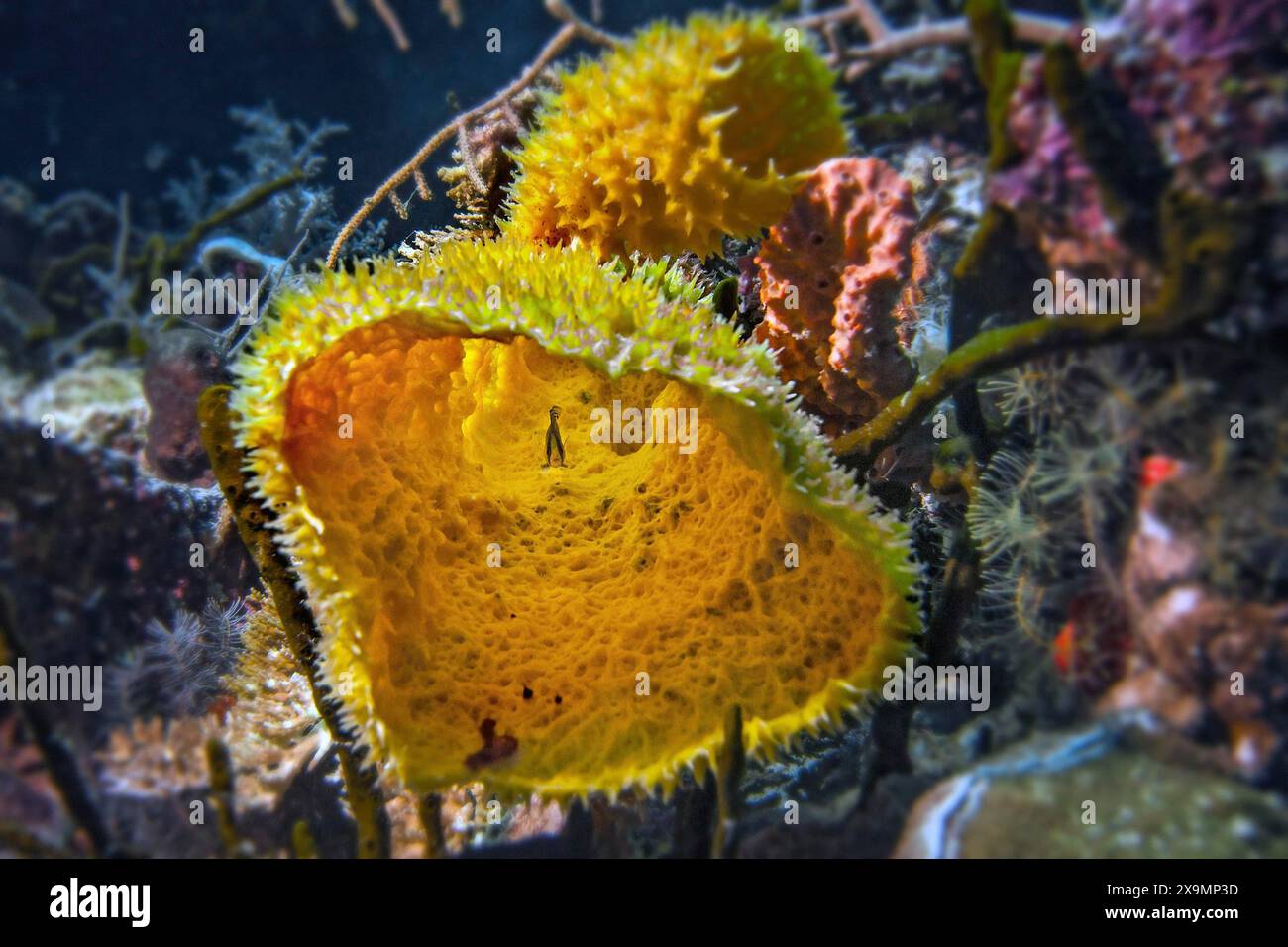 Yellow vase sponge, (Callyspongia sp.) with fish, Wakatobi Dive Resort ...