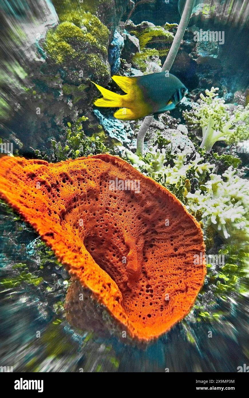 Red barrel sponge (Xestospongia testudinaria), Wakatobi Dive Resort ...