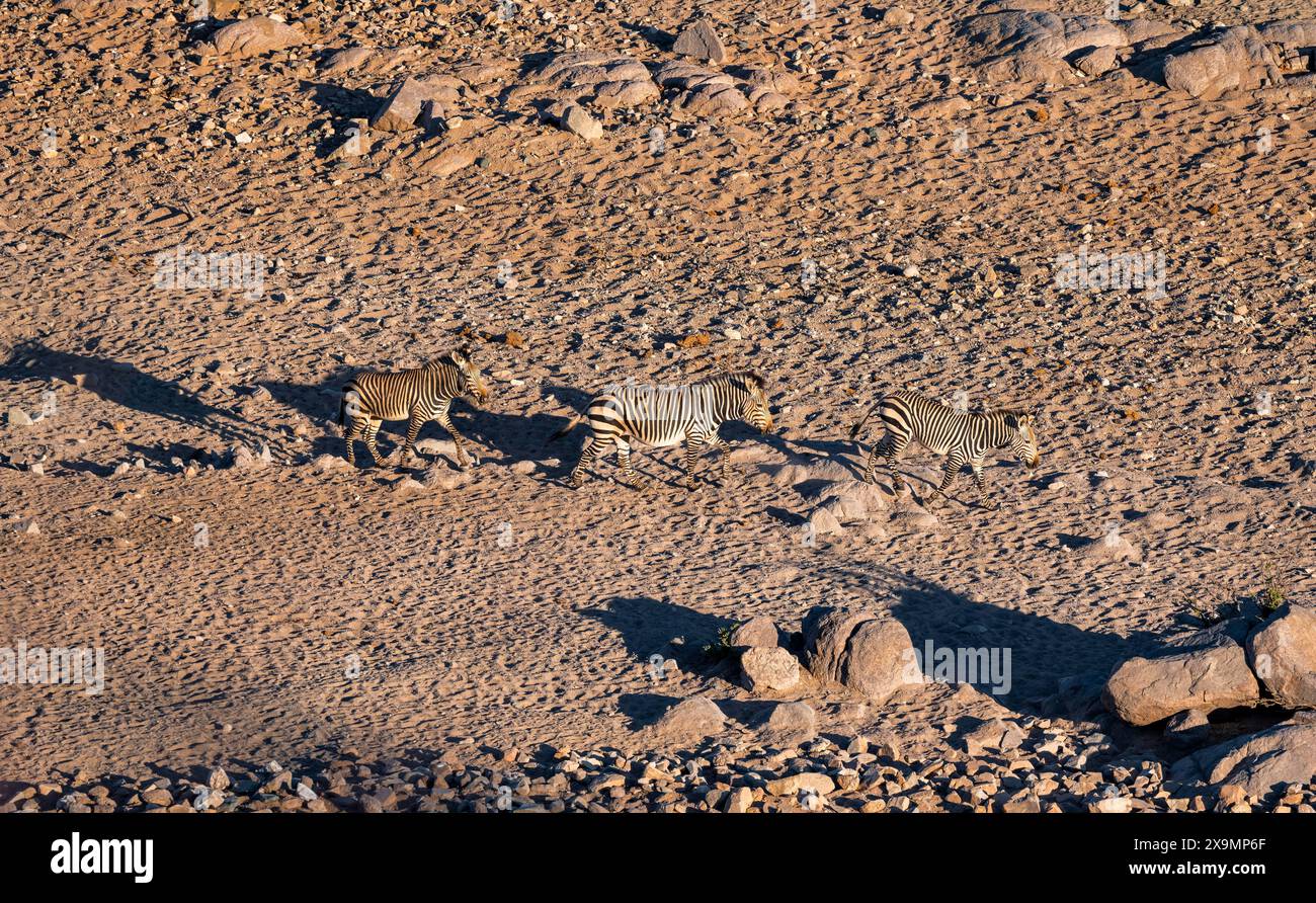Three hartmann's mountain zebras (Equus zebra hartmannae) in the sand ...