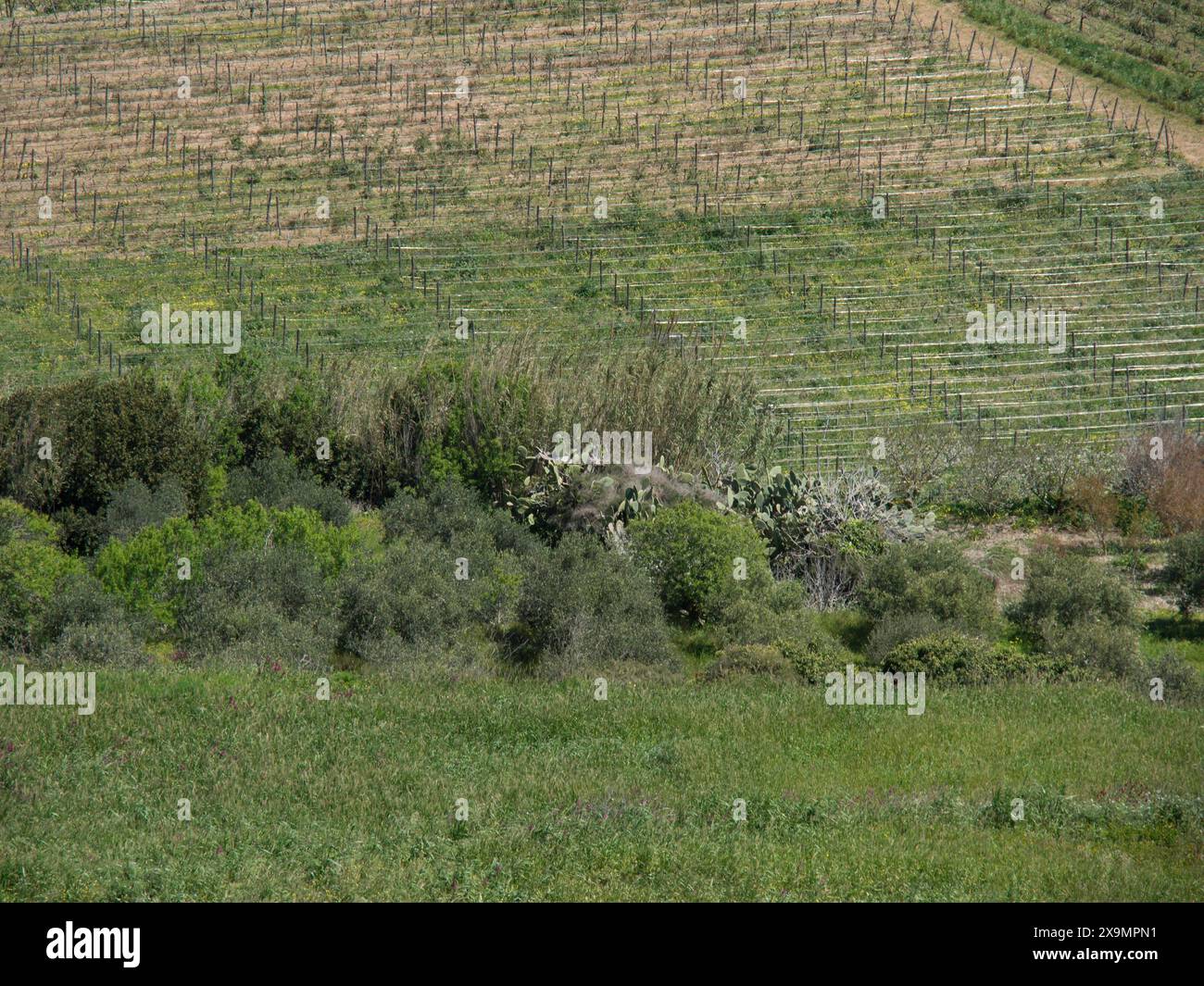 Green fields with agricultural vines and various plants in a natural ...