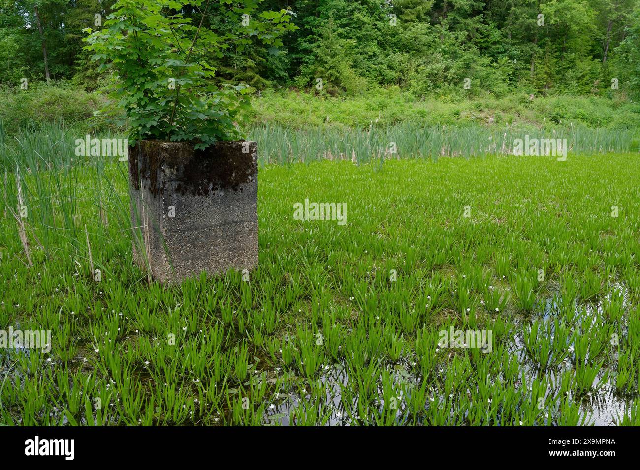 Pond with crab claw (Stratiotes aloides), frogbit plant ...