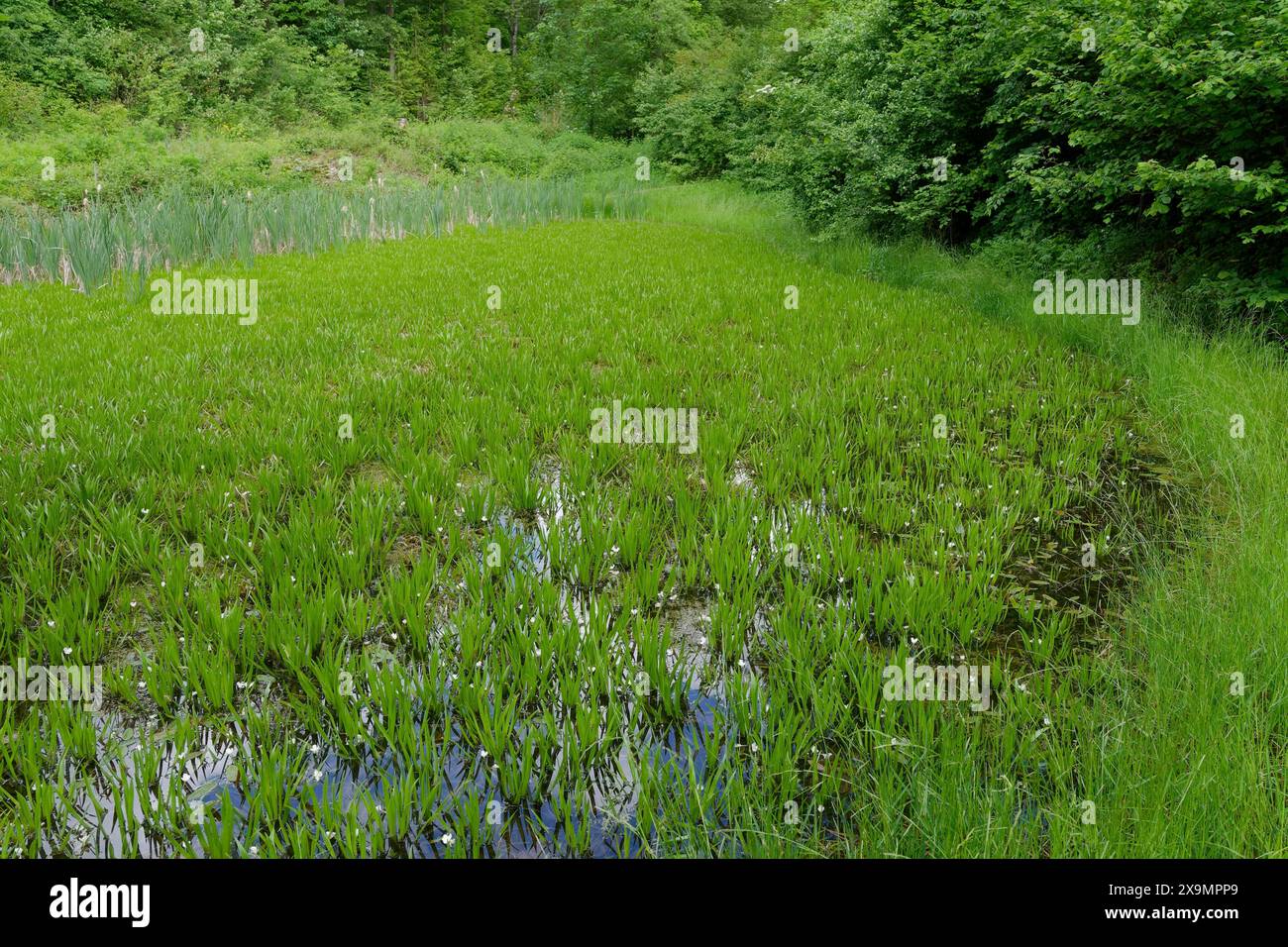 Pond with crab claw (Stratiotes aloides), frogbit plant ...