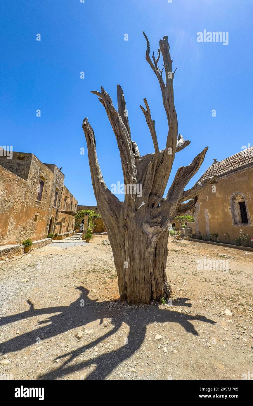 Dead cypress tree with visible projectile marked with arrow in UNESCO ...