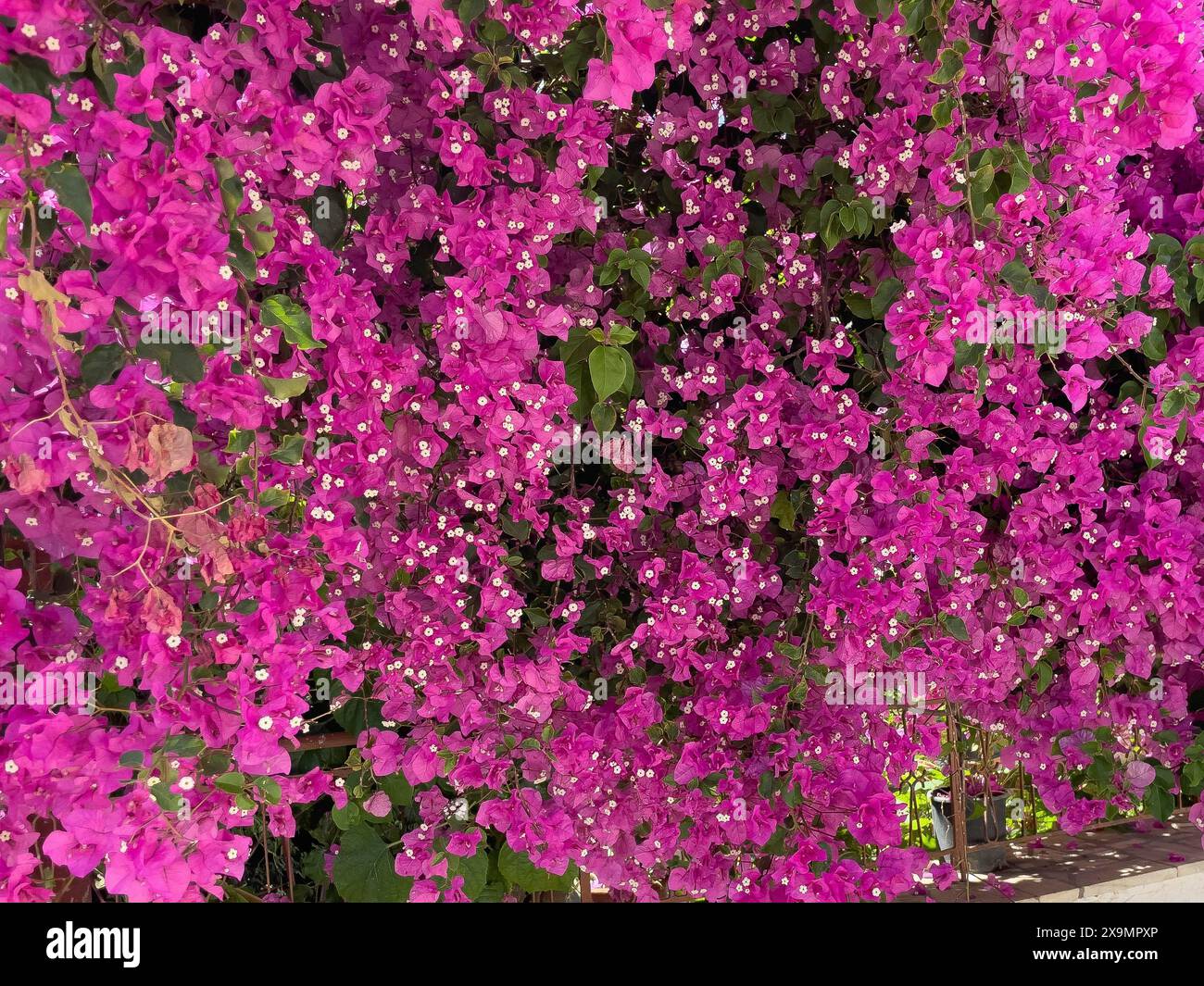 Many flowers in magenta colour on large shrub of Bougainvillea ...