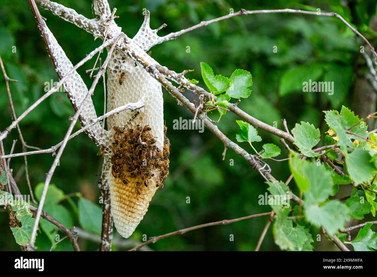 Industrious insects hi-res stock photography and images - Alamy