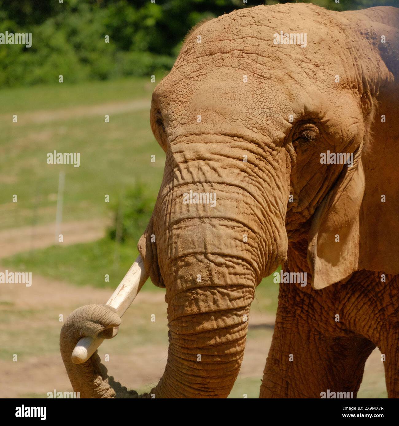 Elephant with long tusks hi-res stock photography and images - Alamy