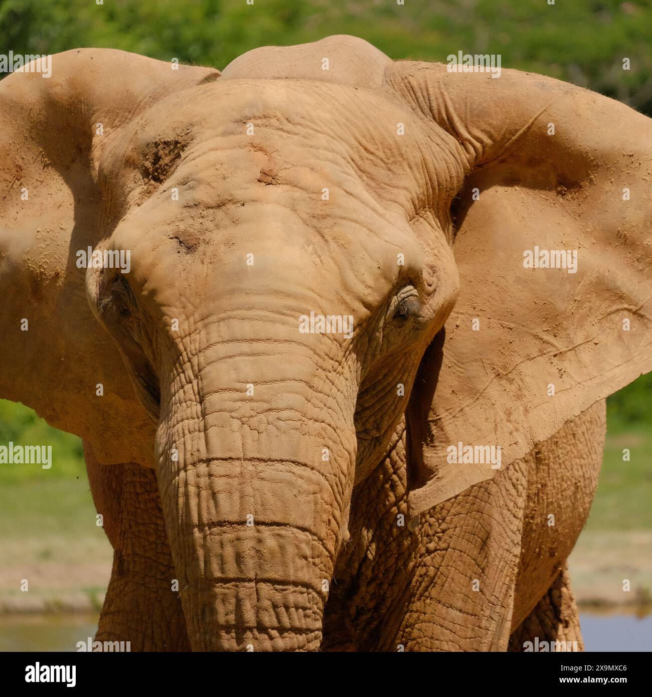 African elephant at zoo Stock Photo - Alamy