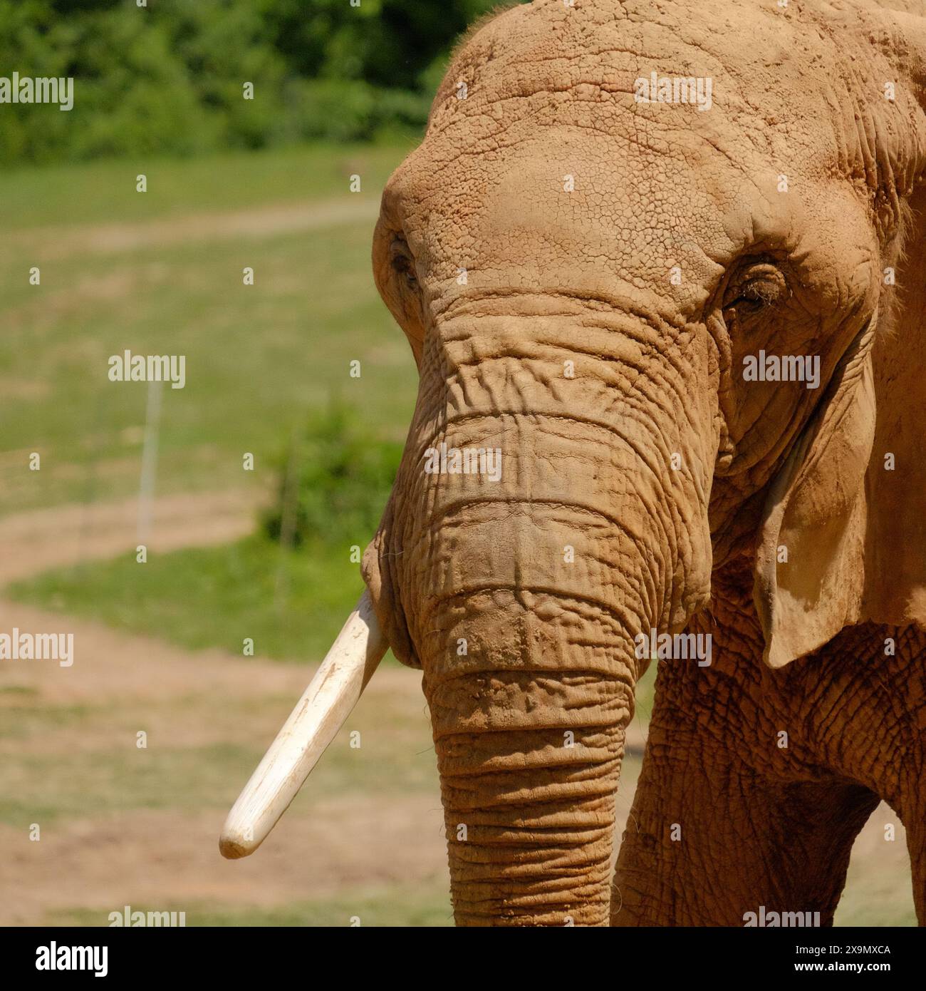African elephant at zoo Stock Photo - Alamy