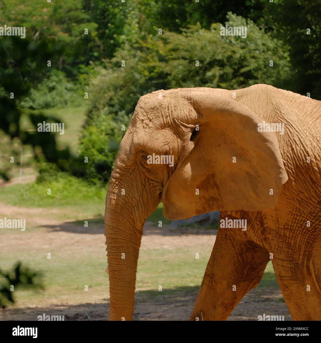 African elephant at zoo Stock Photo - Alamy