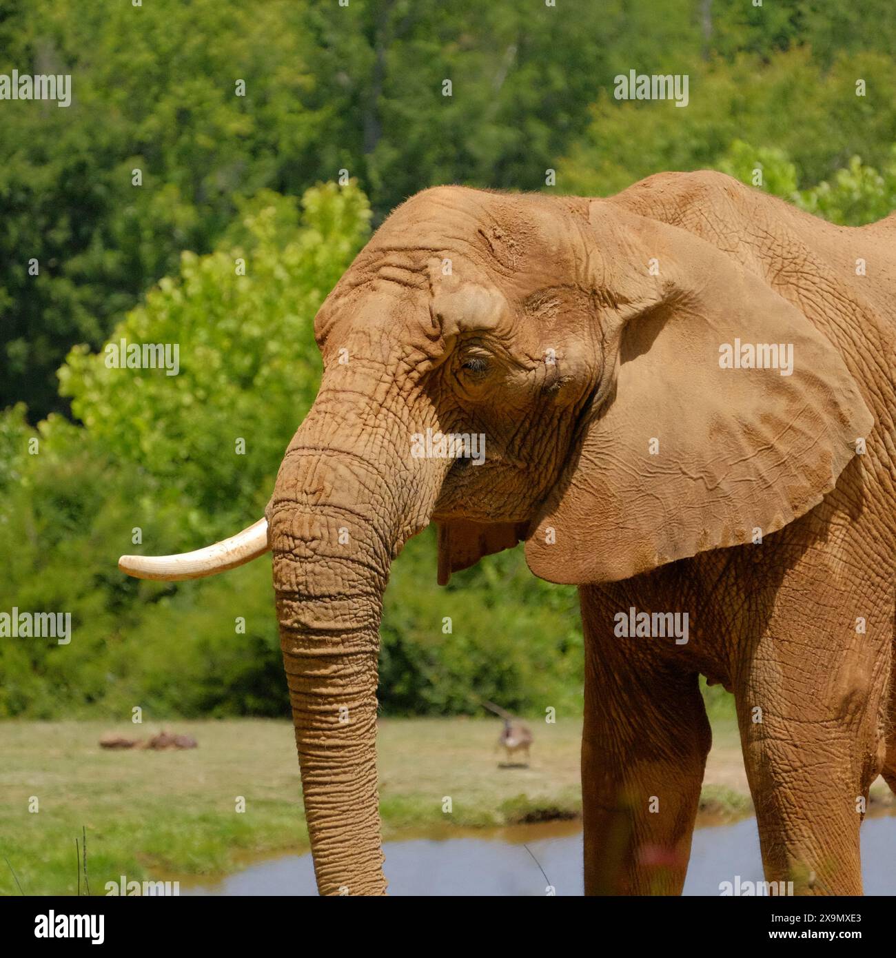 African elephant at zoo Stock Photo - Alamy