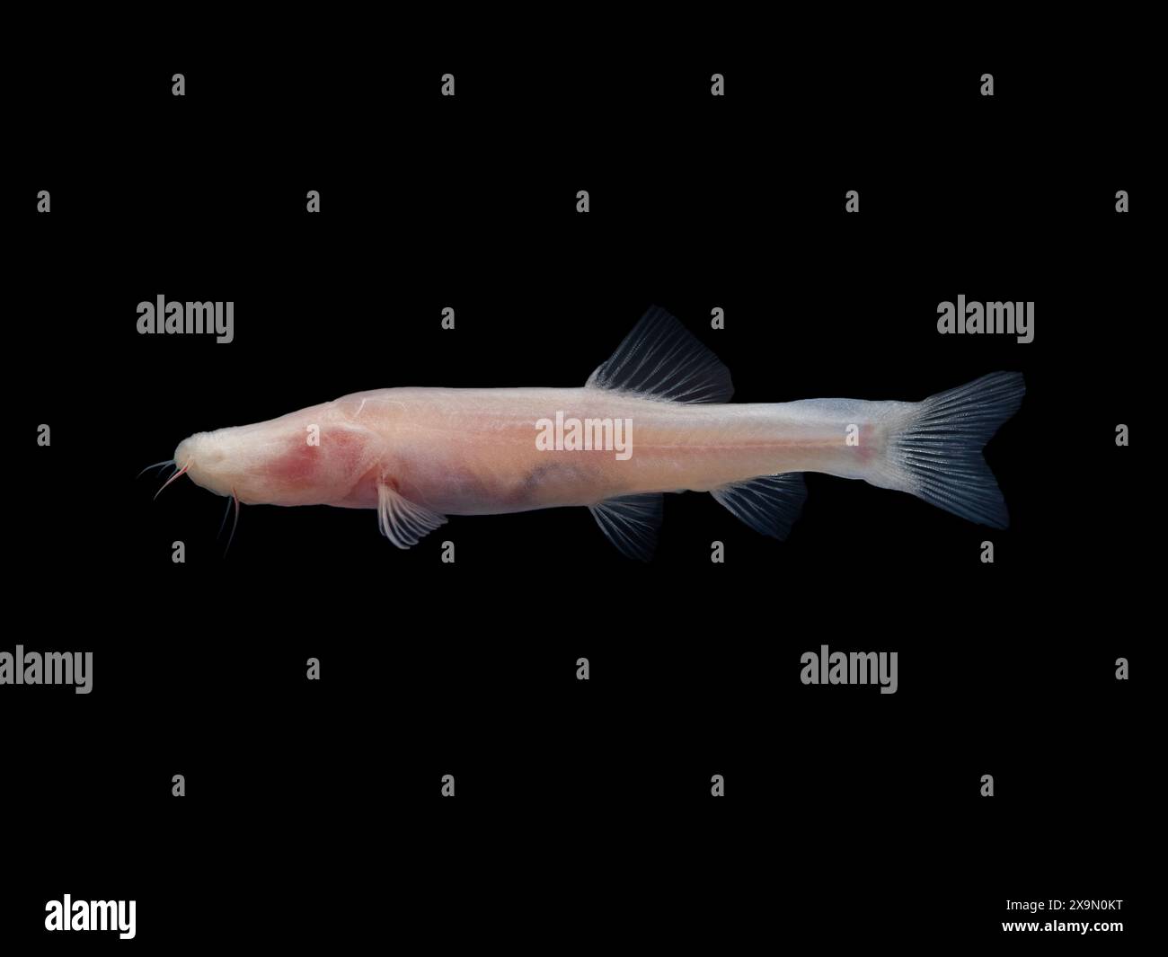 Beijing, China. 2nd June, 2024. This photo taken on May 26, 2024 shows ...