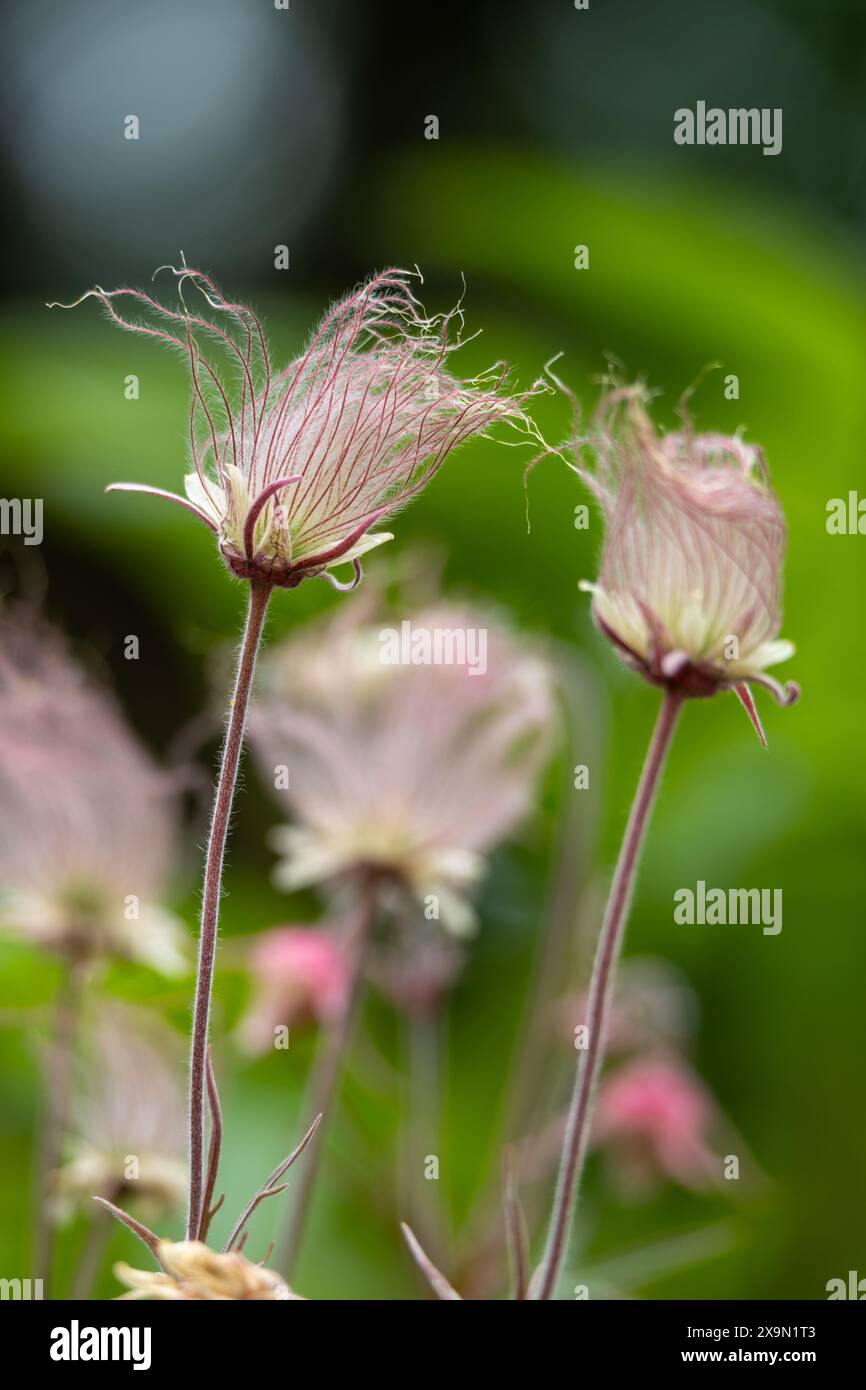 Abstract defocused texture view of prairie smoke (geum triflorum ...