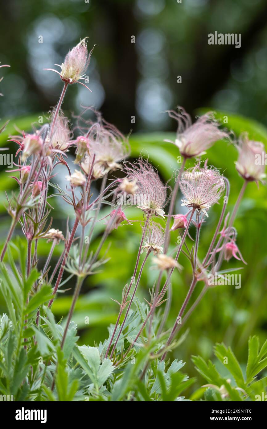 Abstract defocused texture view of prairie smoke (geum triflorum ...