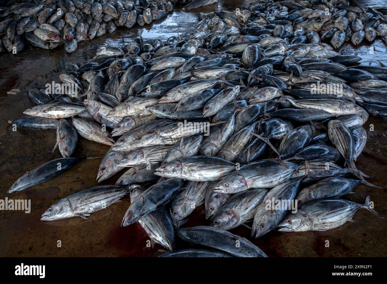 Freshly caught tuna fish wait to be sold at the Negombo Fish Market on ...