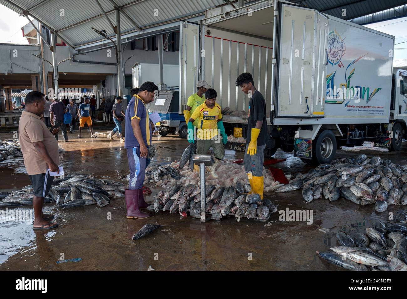 Fishmongers weigh tuna fish before loading them into a refrigerated ...