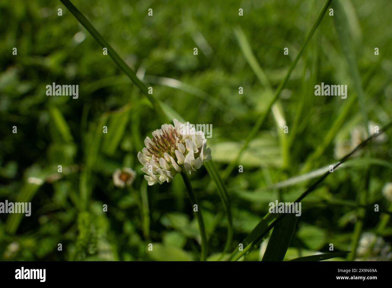 Clover texture hi-res stock photography and images - Alamy