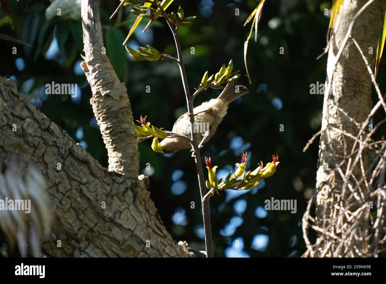 New Zealand bellbird (Māori names korimako, makomako, and kōmako) on NZ ...