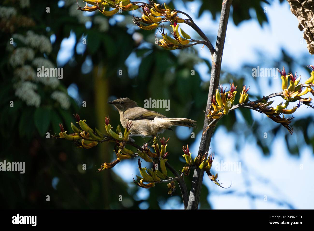 New Zealand bellbird (Māori names korimako, makomako, and kōmako) on NZ ...