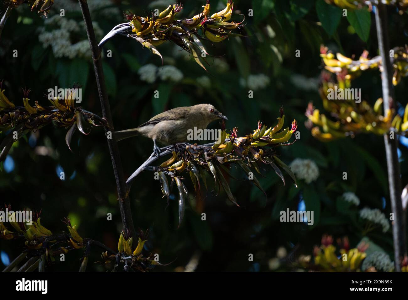 New Zealand bellbird (Māori names korimako, makomako, and kōmako) on NZ ...