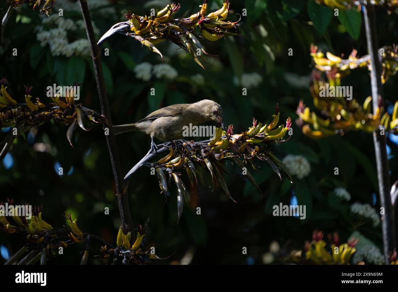 New Zealand bellbird (Māori names korimako, makomako, and kōmako) on NZ ...