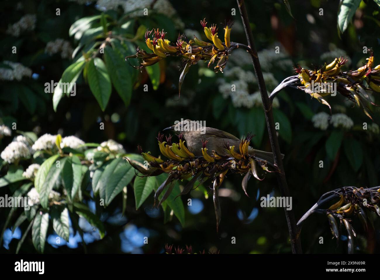 New Zealand bellbird (Māori names korimako, makomako, and kōmako) on NZ ...