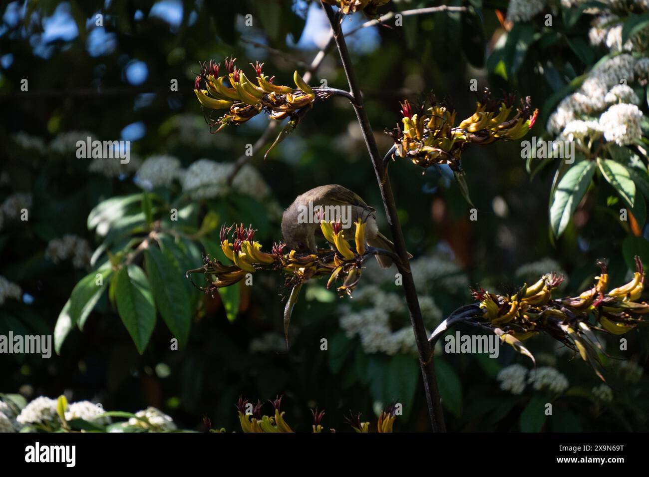 New Zealand bellbird (Māori names korimako, makomako, and kōmako) on NZ ...