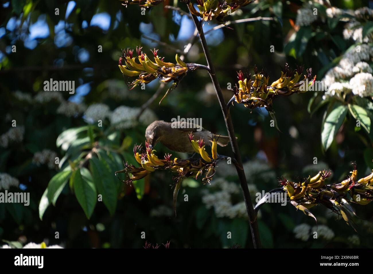 New Zealand bellbird (Māori names korimako, makomako, and kōmako) on NZ ...