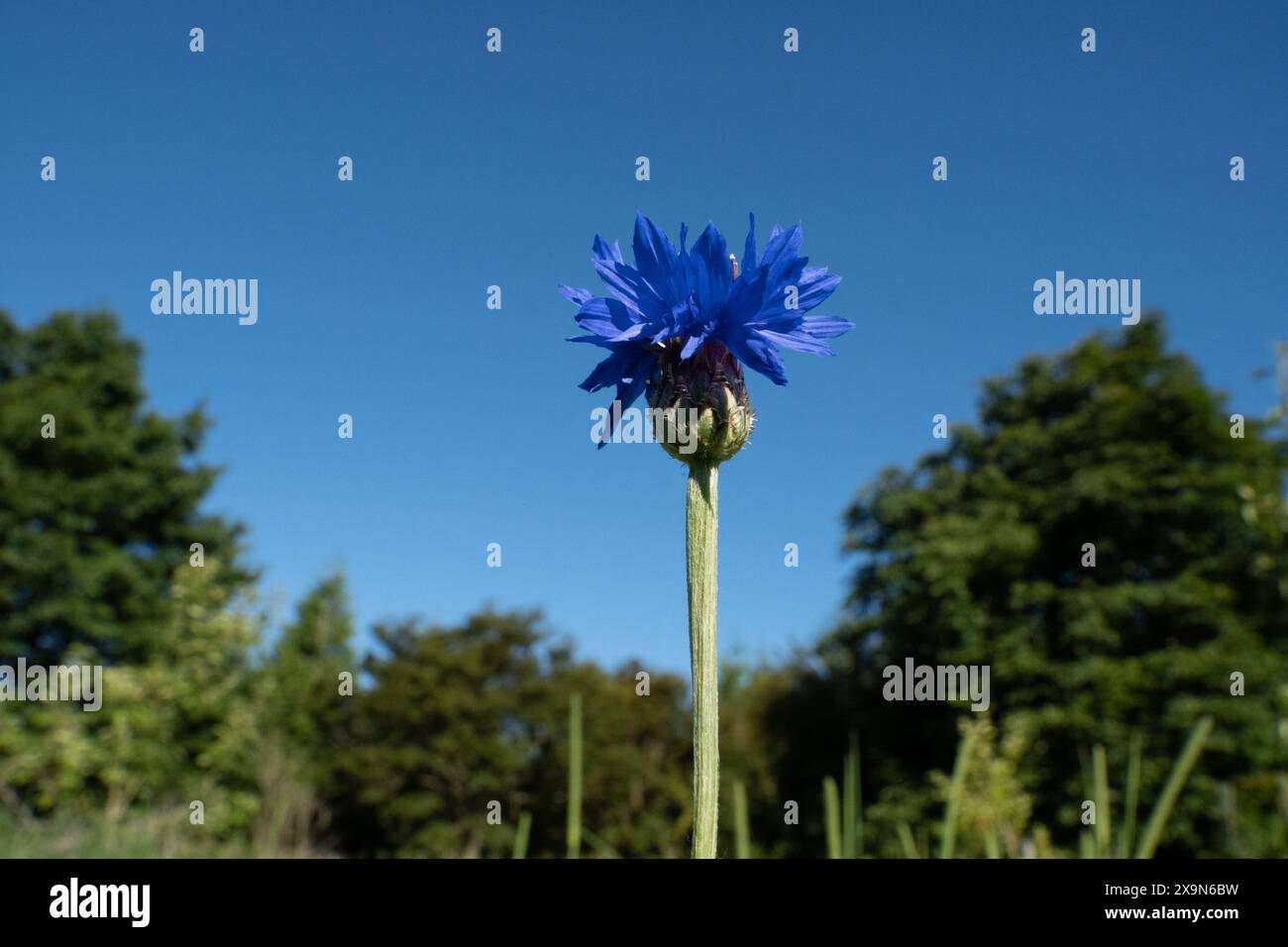 Blue cornflower against sky, trees in background. Centaurea cyanus ...