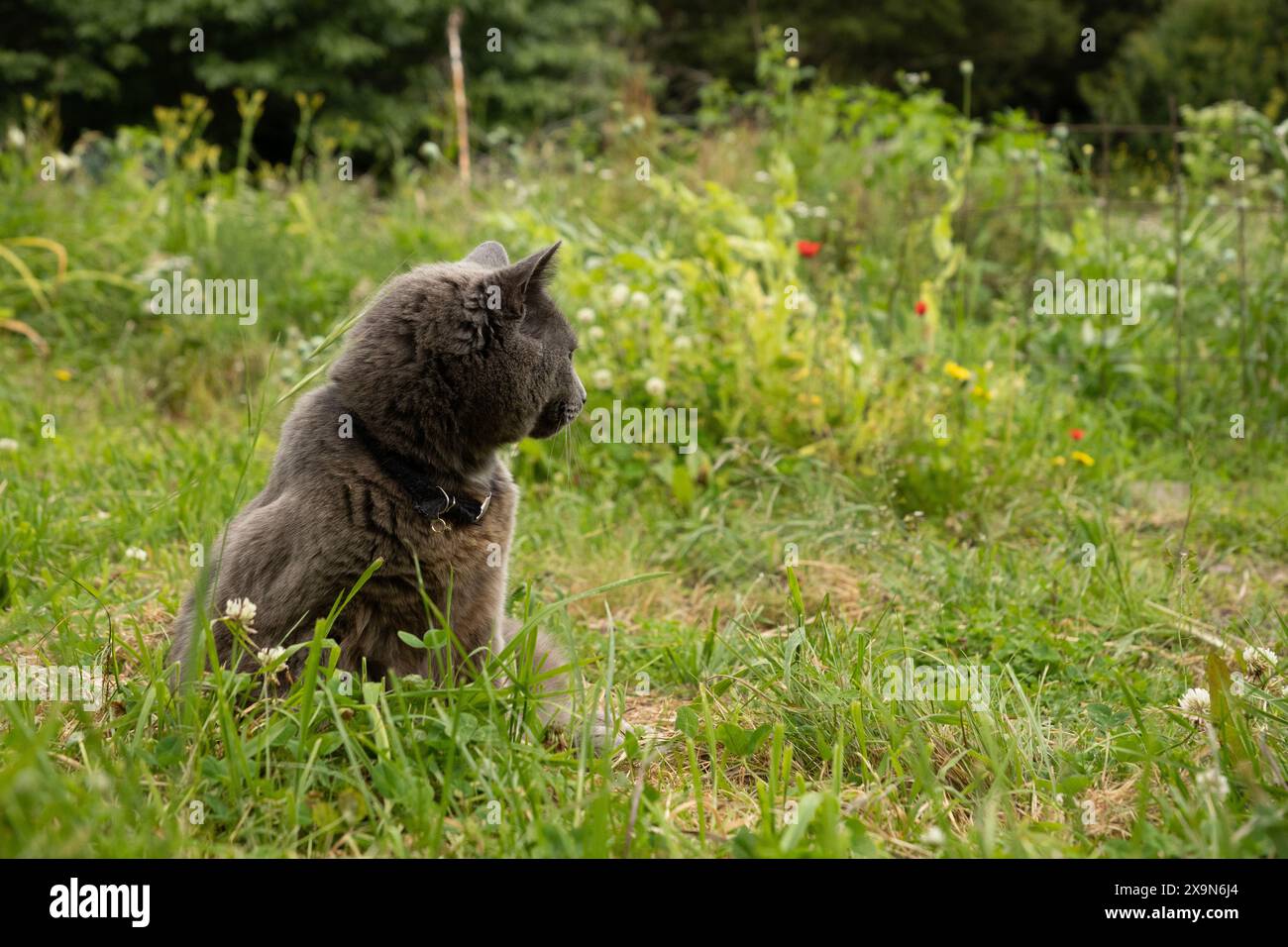 Naturalistic environment hi-res stock photography and images - Alamy