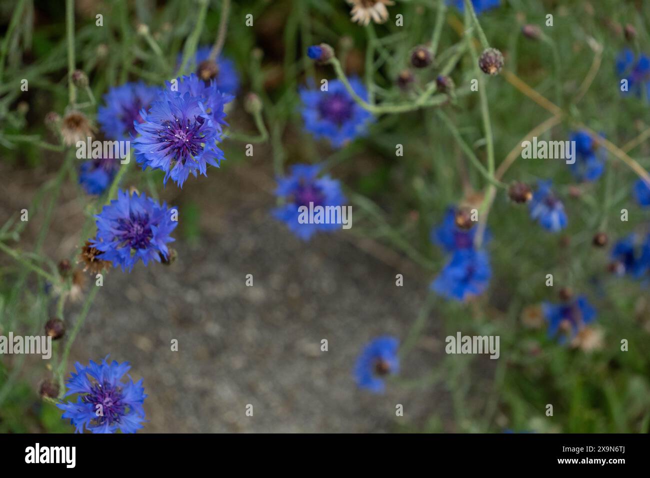 Cornflower (or bachelor's button) a popular annual flowering plant in ...
