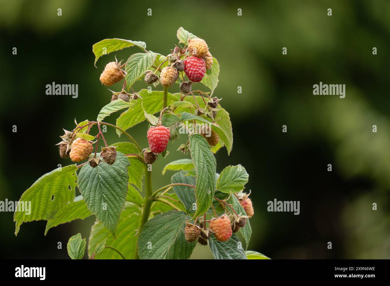 Raspberries at various stages of ripeness on plant, with blurred ...