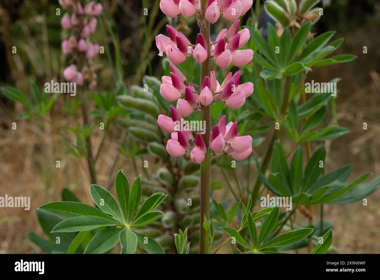 Pink russell lupin flower in rural garden Stock Photo - Alamy