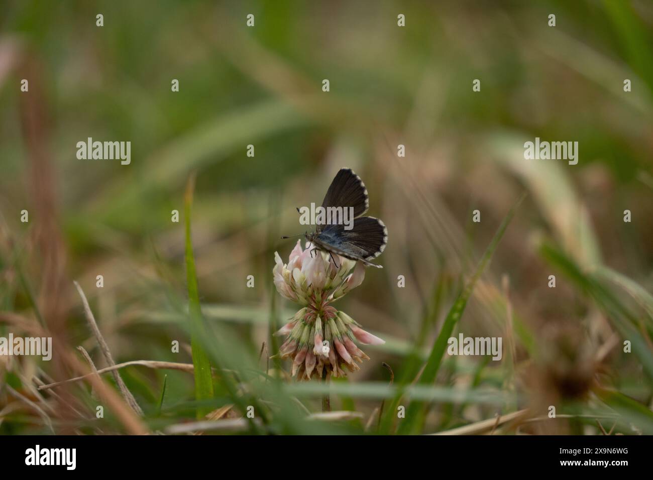 Zizina oxleyi butterfly hi-res stock photography and images - Alamy