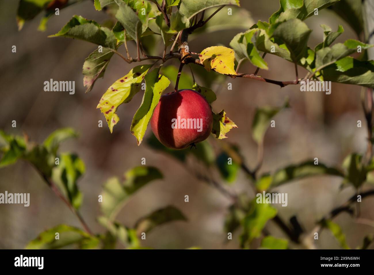 Single apple on tree in organic orchard. Late summer image so leaves ...
