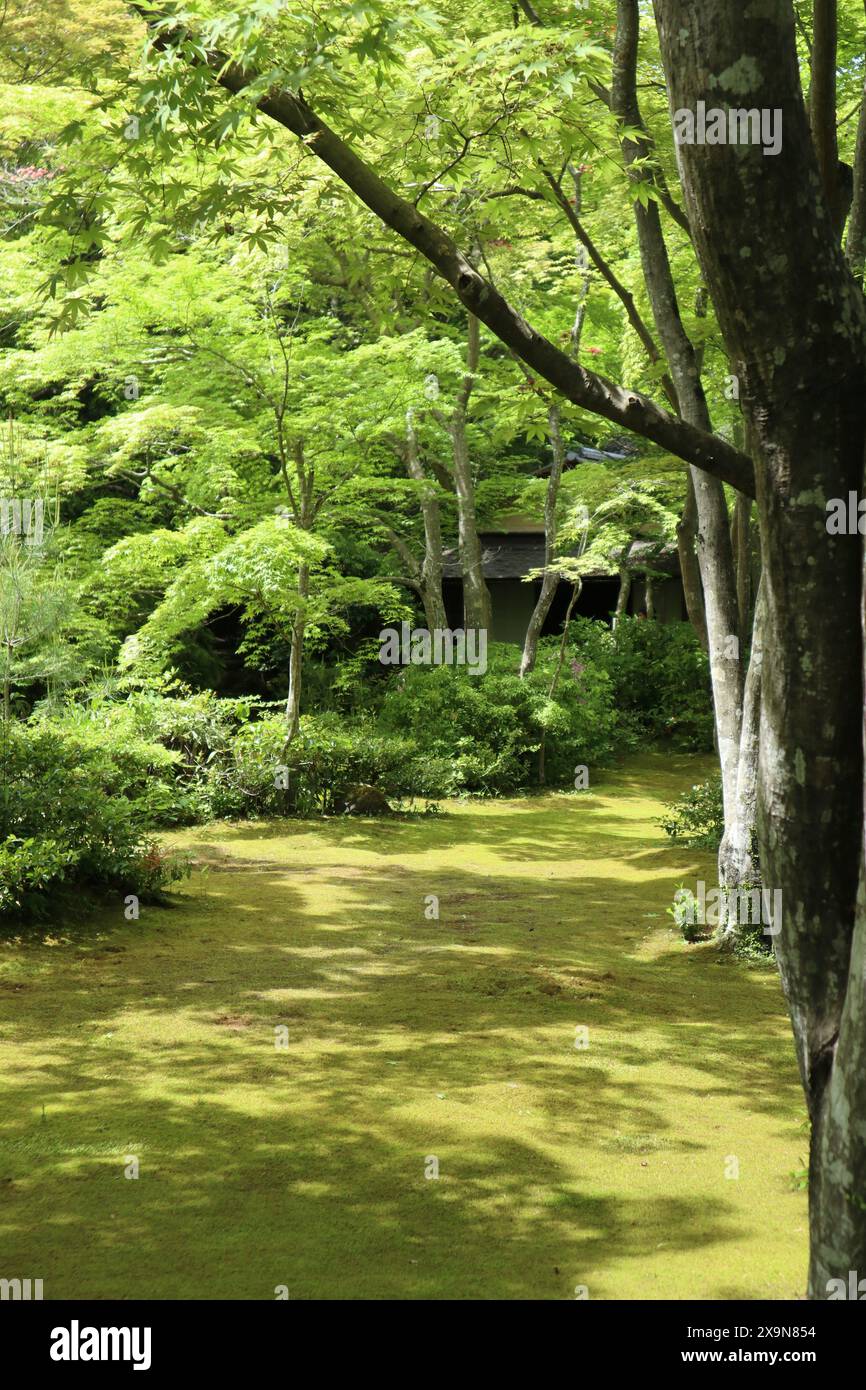 Fresh green in Okochi-sanso Garden, Kyoto, Japan Stock Photo - Alamy