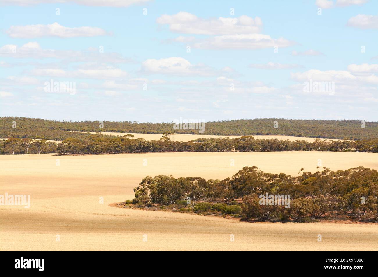 Golden wheat fields ready for harvest amidst remnant native vegetation ...