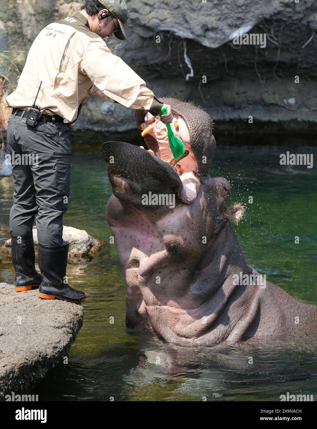 A male hippopotamus named Tetsuo is brushed his teeth a zookeeper at ...