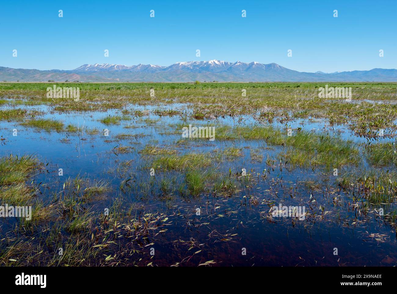 Camas prairie hi-res stock photography and images - Alamy