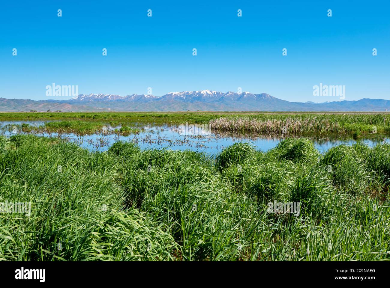 Camas Prairie Centennial Marsh in Idaho Stock Photo - Alamy