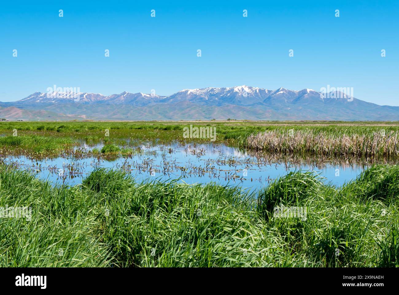 Camas Prairie Centennial Marsh in Idaho Stock Photo - Alamy