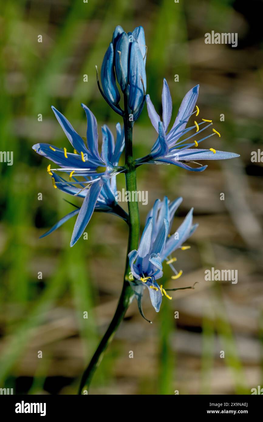 Common Camas (Camassia quamash Stock Photo - Alamy