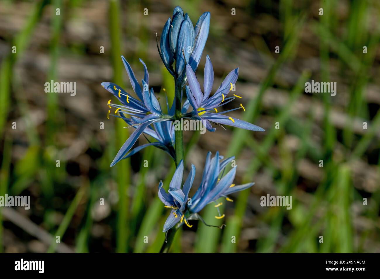 Common Camas (Camassia quamash Stock Photo - Alamy
