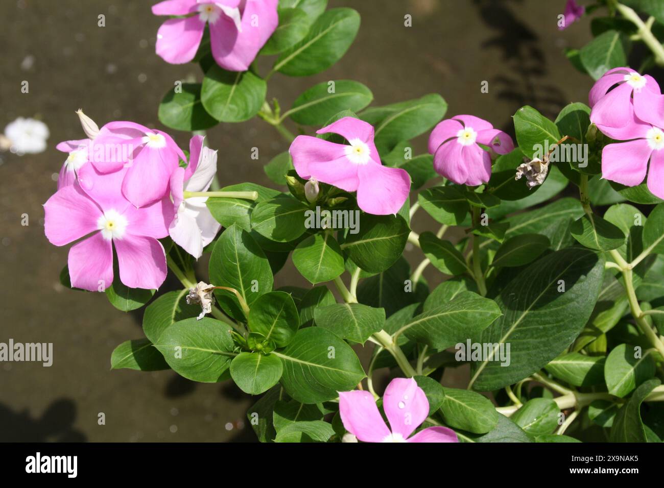 Neon pink Madagascar periwinkle (Catharanthus roseus) with white center ...
