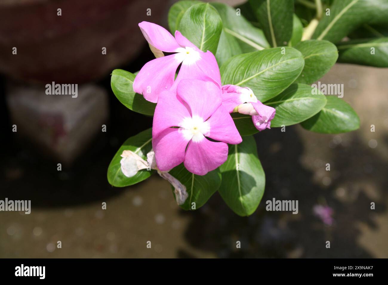 Neon pink Madagascar periwinkle (Catharanthus roseus) with white center ...