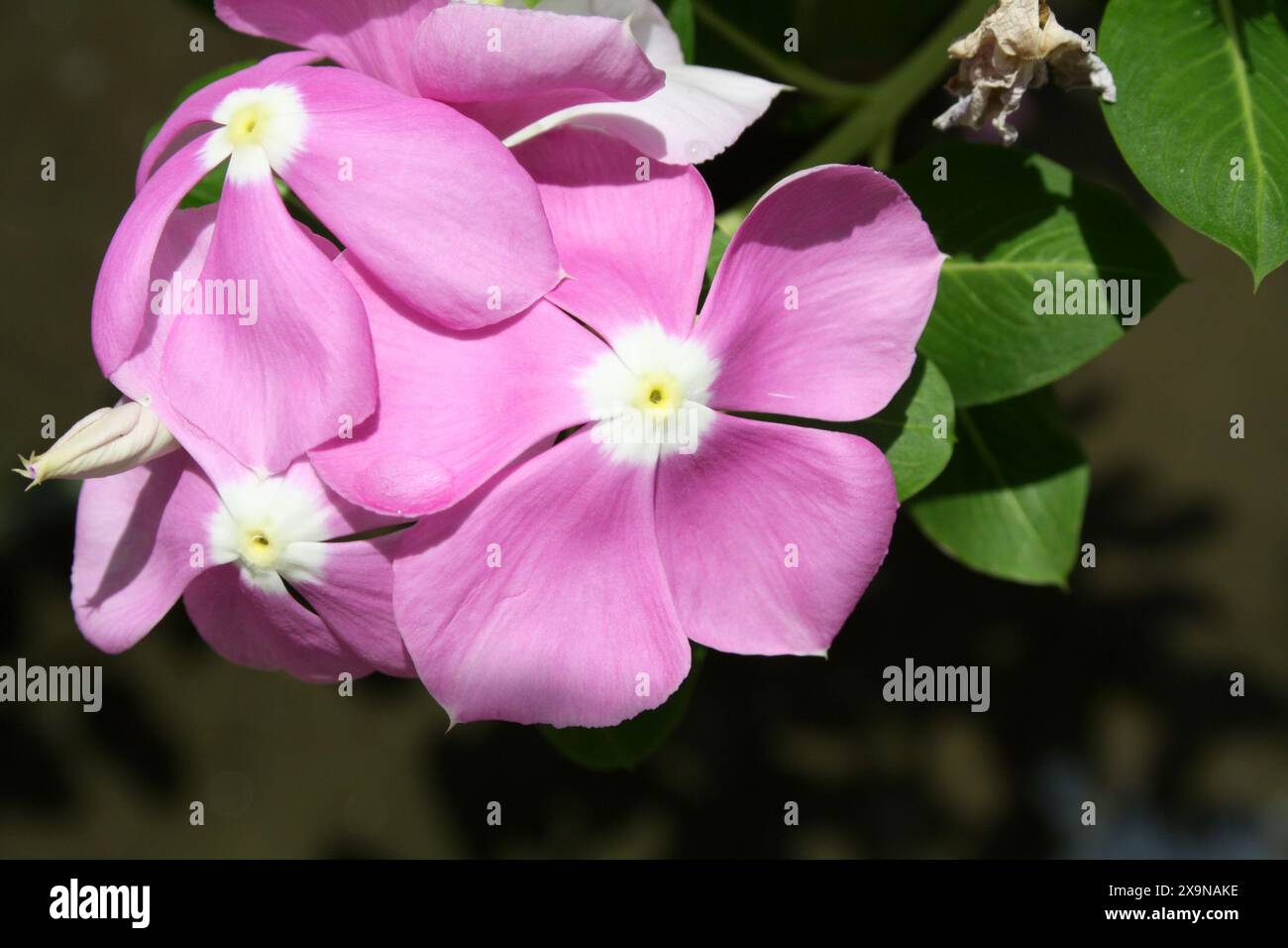 Neon pink Madagascar periwinkle (Catharanthus roseus) with white center ...