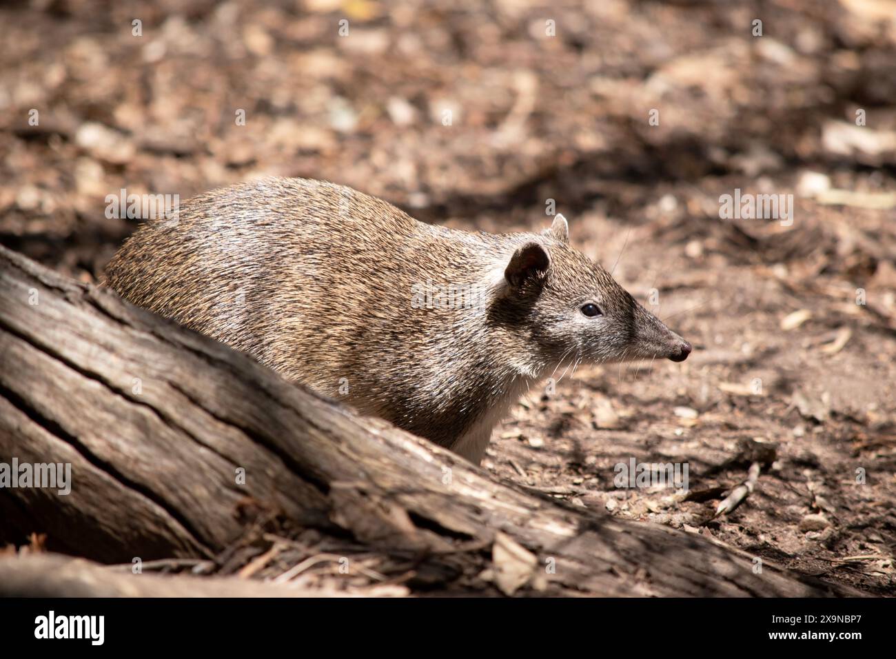 Bandicoots are about the size of a rat and have a pointy snout, humped ...